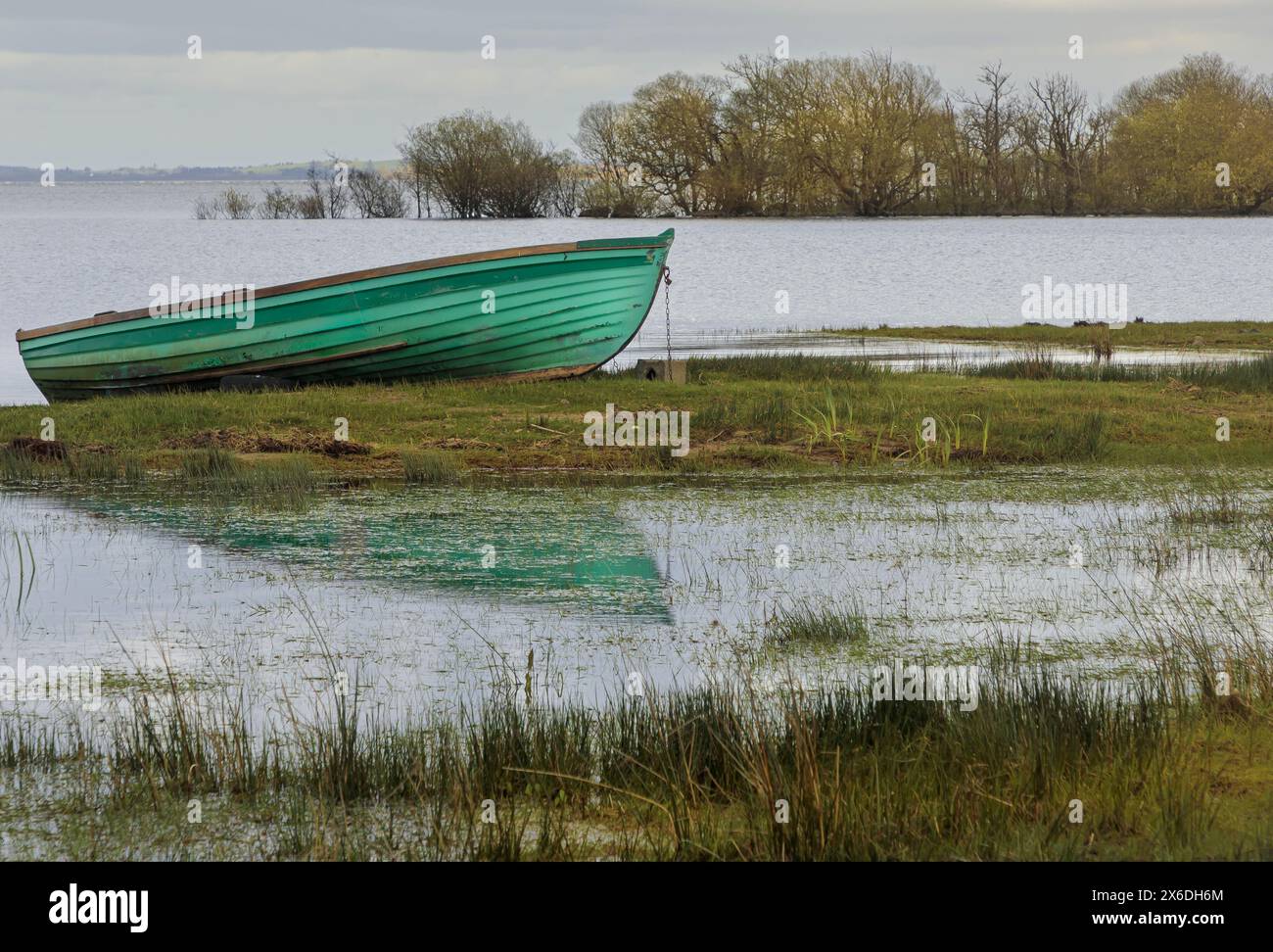 Bright green boat moored on the side of a flooded lough Mask with trees ...
