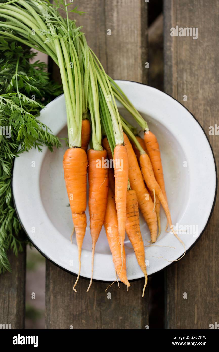 Fresh juicy farm carrot with green top, top view Stock Photo - Alamy