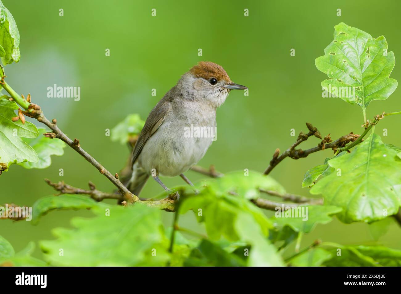 Female blackcap hi-res stock photography and images - Alamy