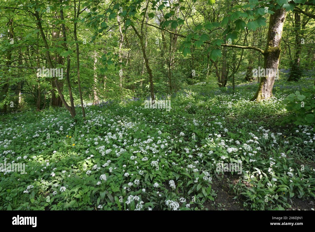 Spring in ribble valley hi-res stock photography and images - Alamy