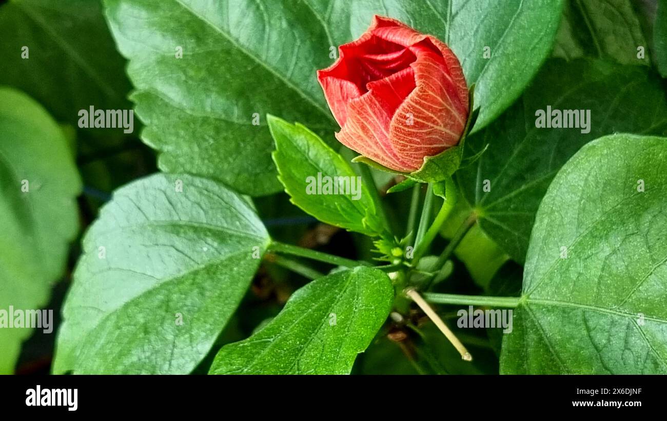 Beautiful pink hibiscus flower Stock Photo - Alamy Beautiful pink hibiscus flower Stock Photo - Alamy