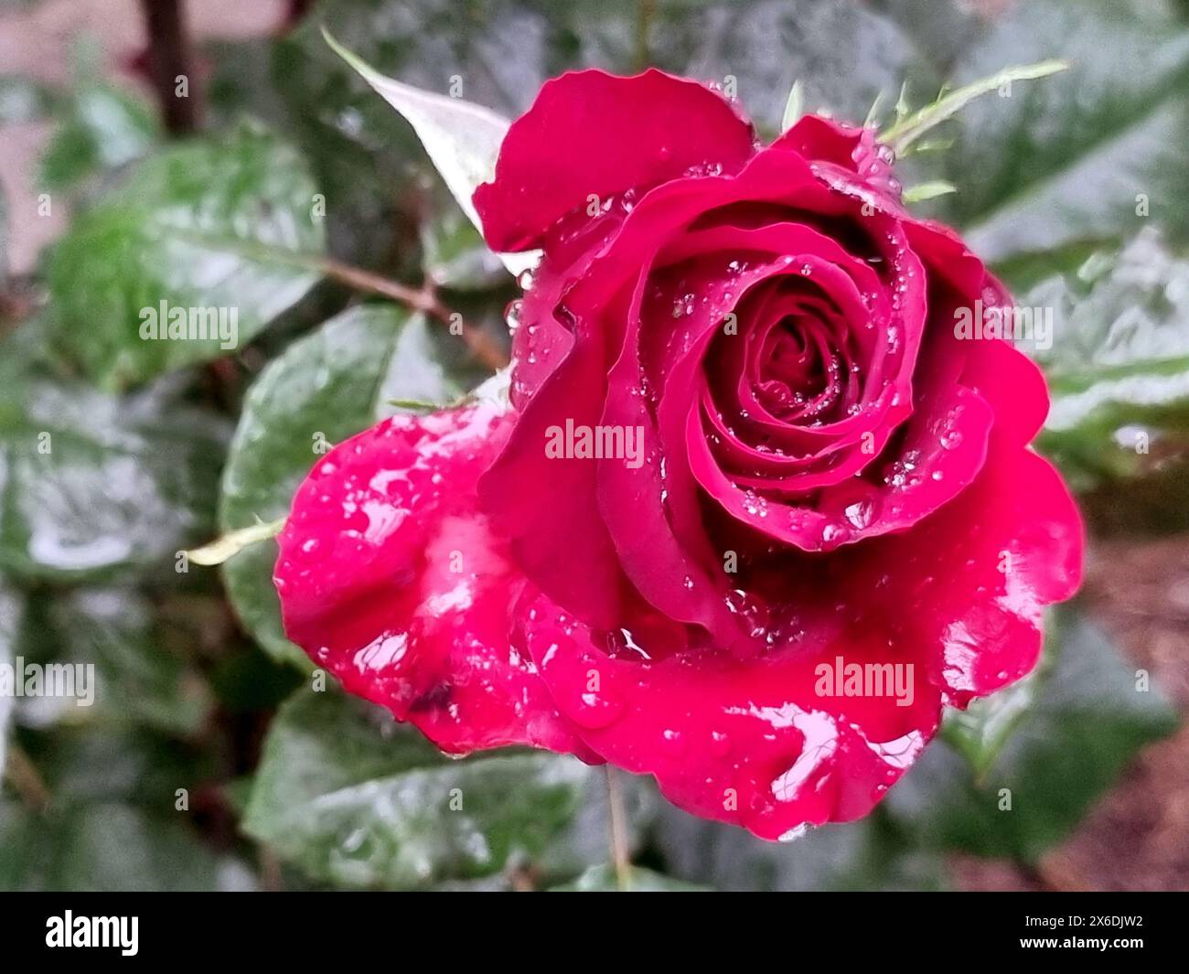 Flying romantic pink rose flower hi-res stock photography and images ...