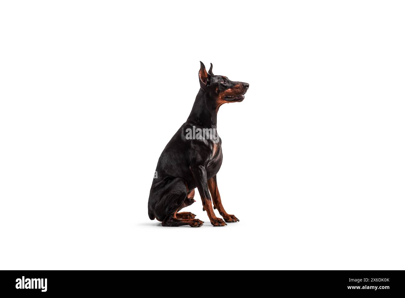 Profile shot of a dobermann pinscher sitting isolated on white ...