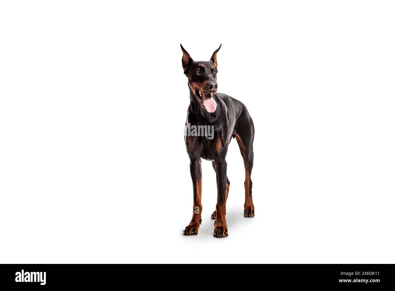 Studio shot of a dobermann pinscher dog isolated on white background ...