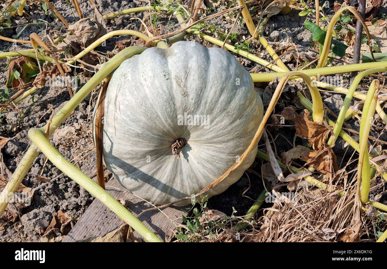Sweet squash grows in the garden Stock Photo - Alamy