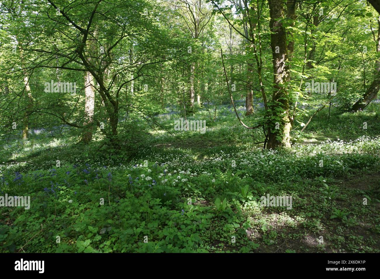 Ribble valley in spring hi-res stock photography and images - Alamy