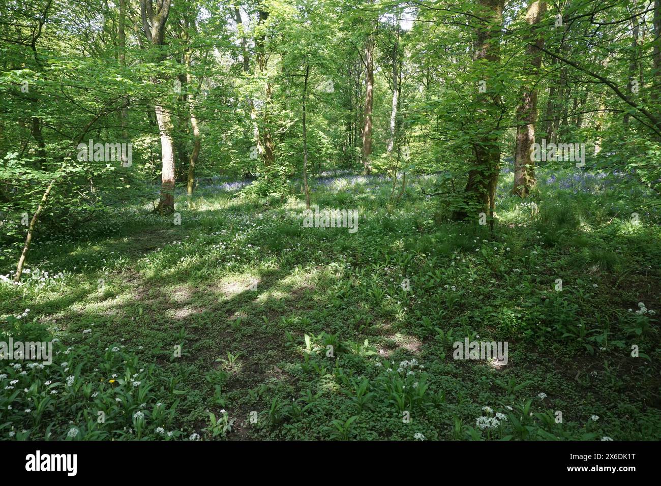 Ribble valley spring hi-res stock photography and images - Alamy