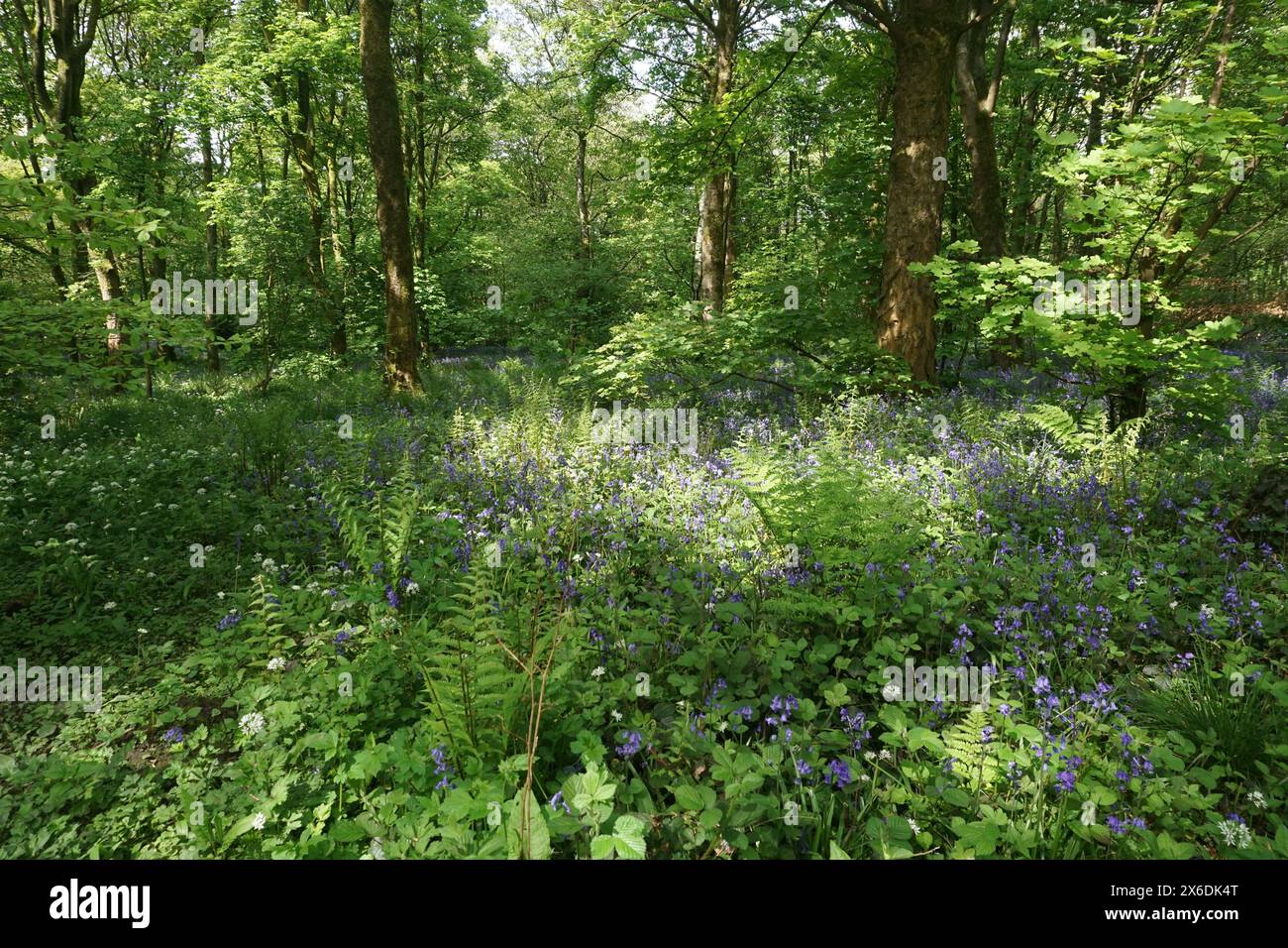 Ribble valley in spring hi-res stock photography and images - Alamy