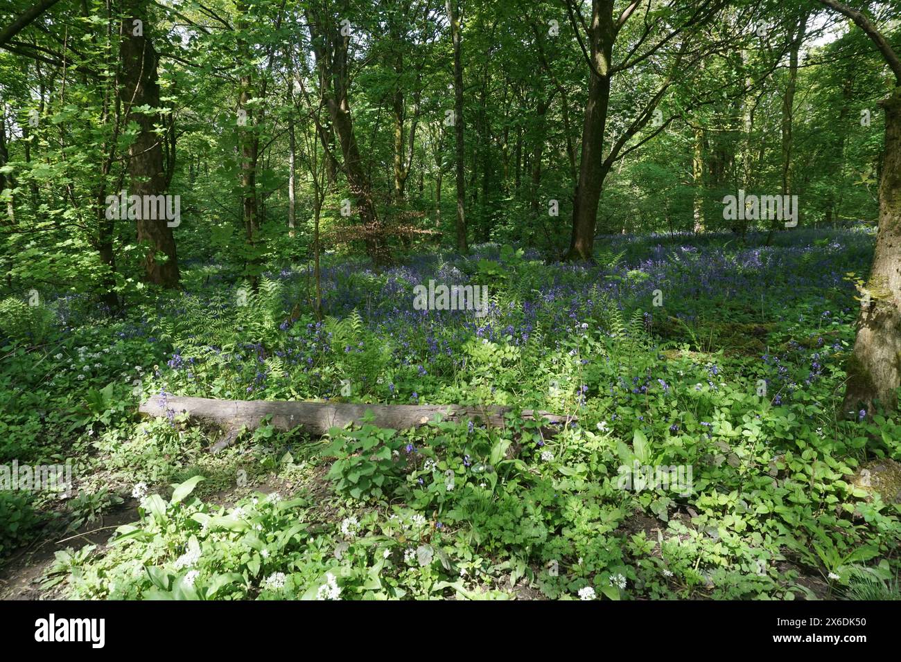 Ribble valley in spring hi-res stock photography and images - Alamy