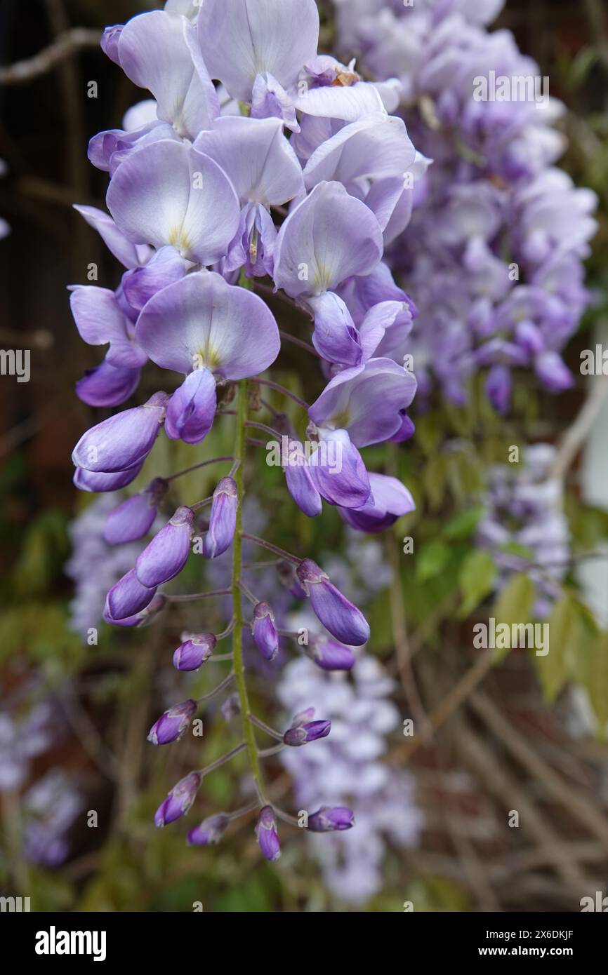 Japanese Wisteria Raceme Stock Photo - Alamy