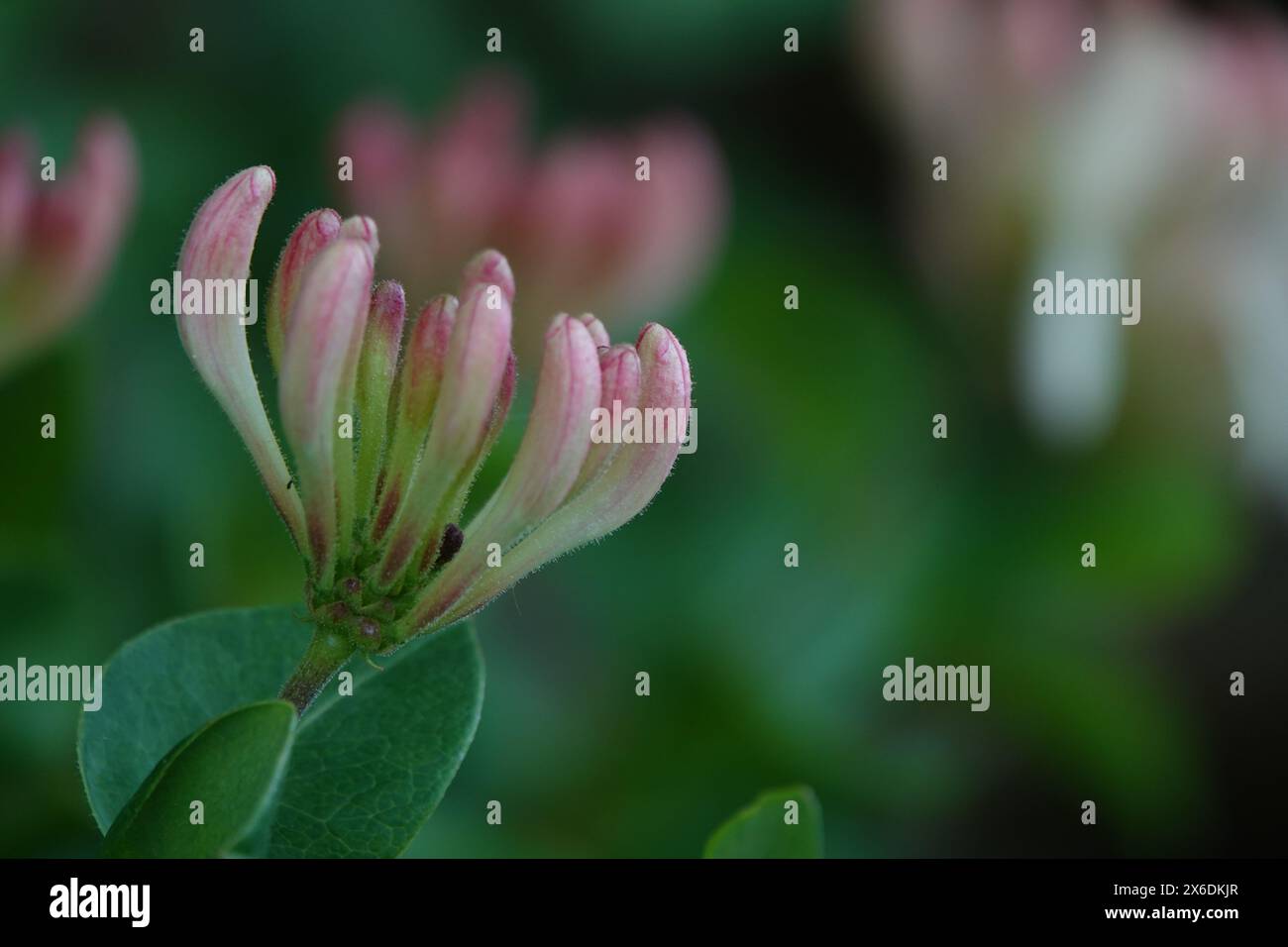 Spring UK, Honeysuckle Buds Stock Photo - Alamy