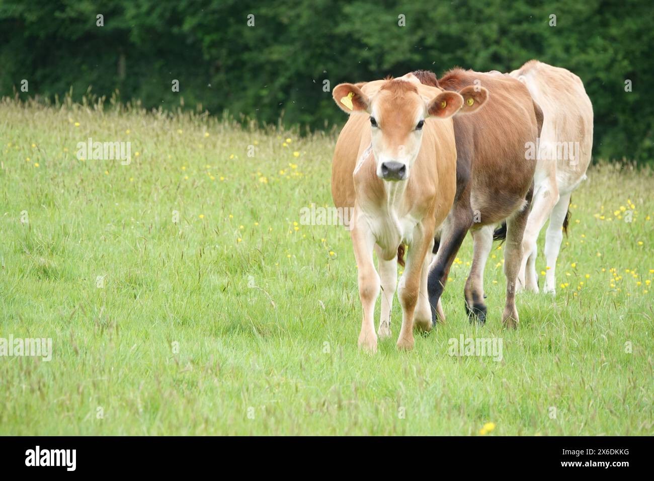 Jersey Calves in Spring Meadow Stock Photo - Alamy