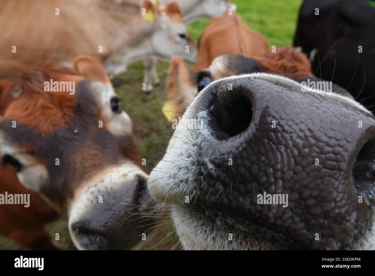 Jersey Calf Nose Stock Photo - Alamy