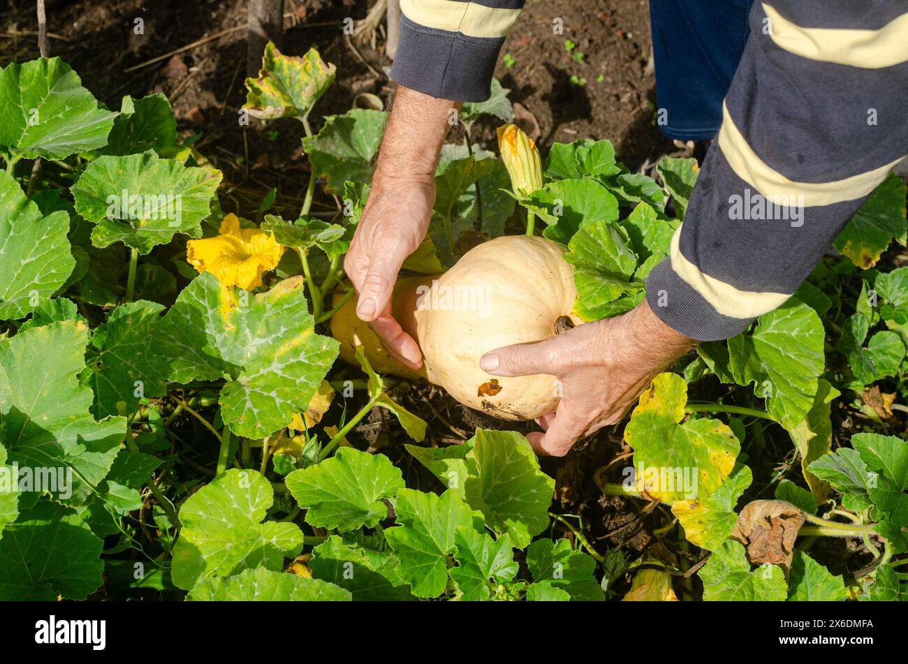 Hand picking horizontal hi-res stock photography and images - Alamy
