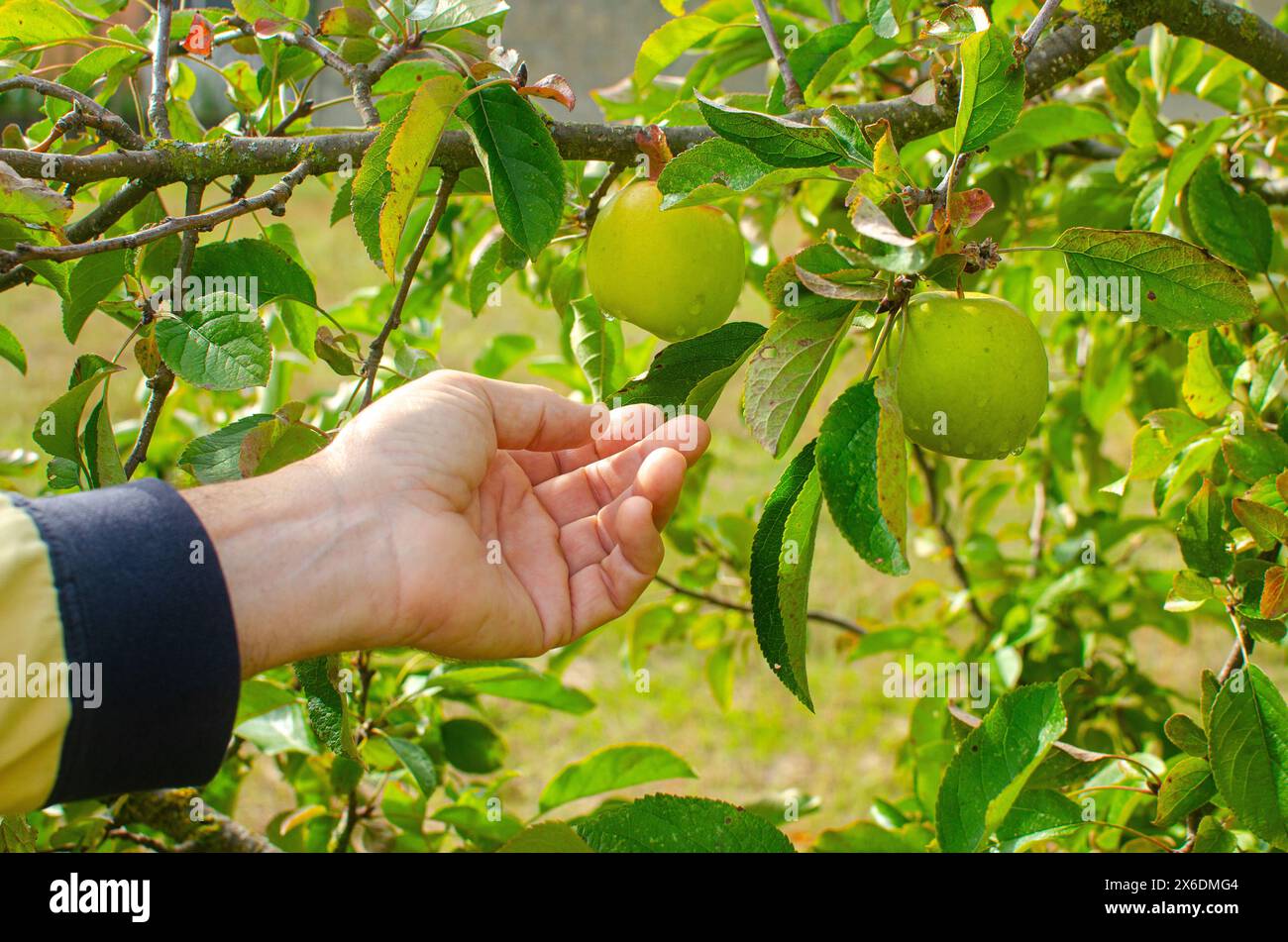 hand of a man picking apples from the apple tree Stock Photo - Alamy