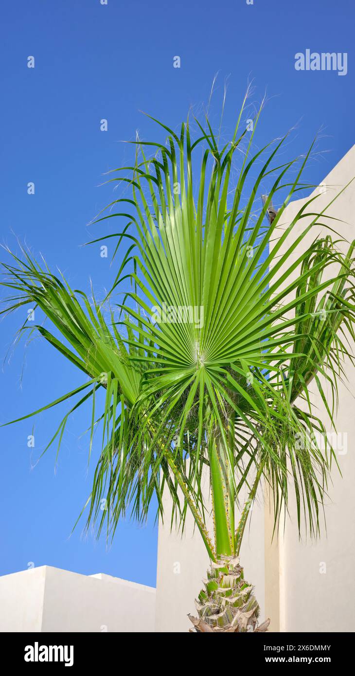 Blue sky background palm tree hi-res stock photography and images - Alamy