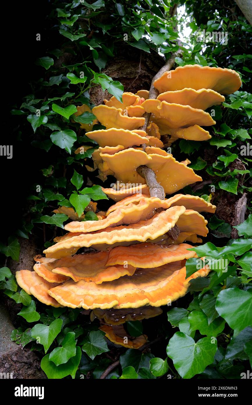 "Chicken of the woods" ( Laetiporus sulphureus ) bracket fungus growing ...