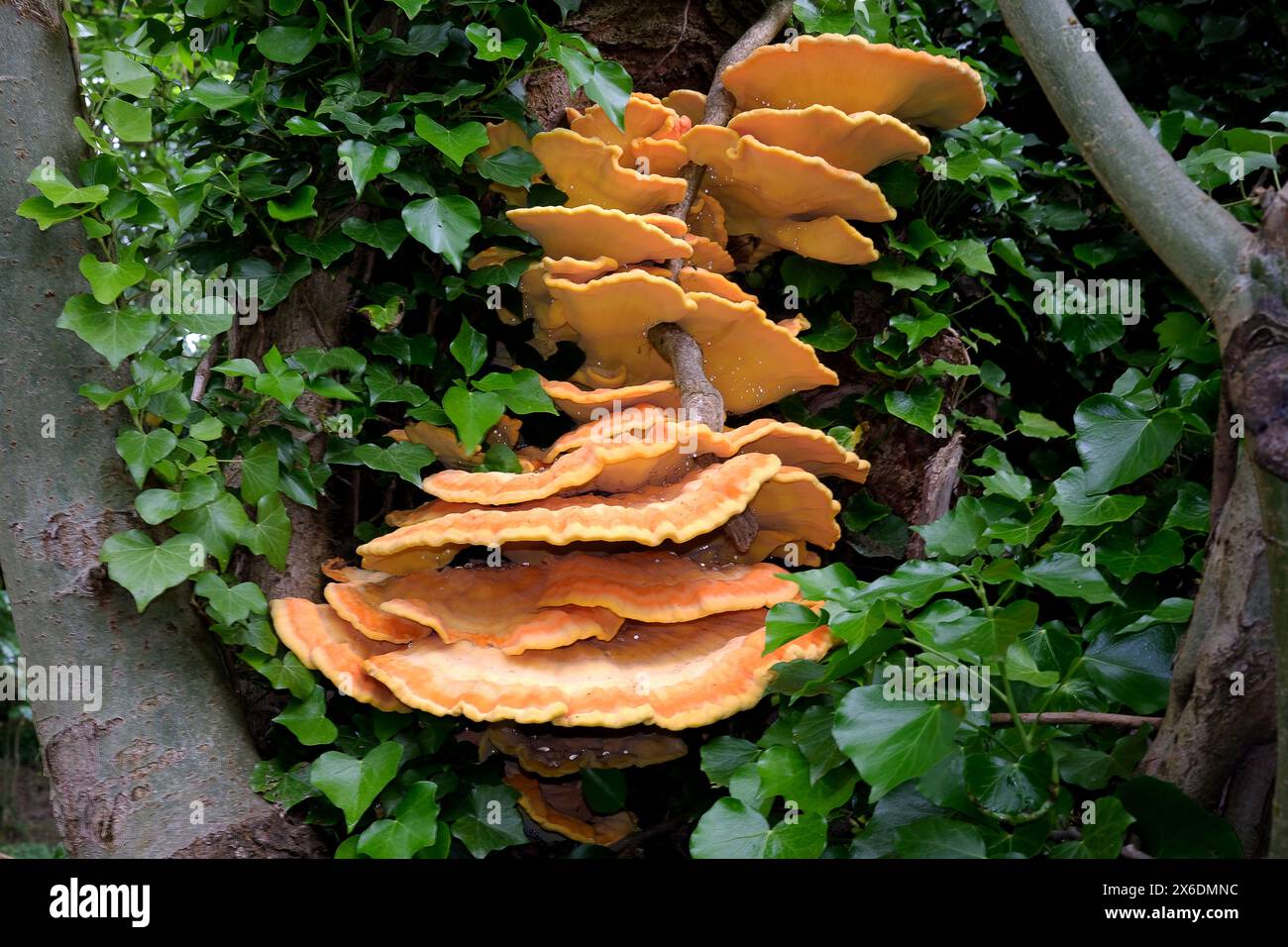 "Chicken of the woods" ( Laetiporus sulphureus ) bracket fungus growing ...