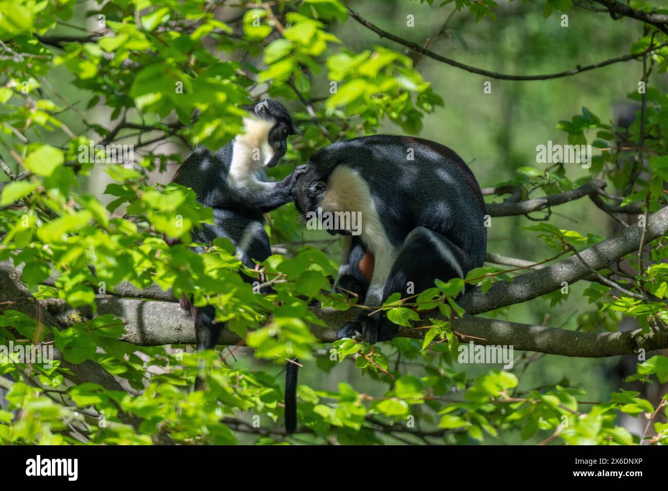 Two monkeys in the tree delousing each other Stock Photo - Alamy