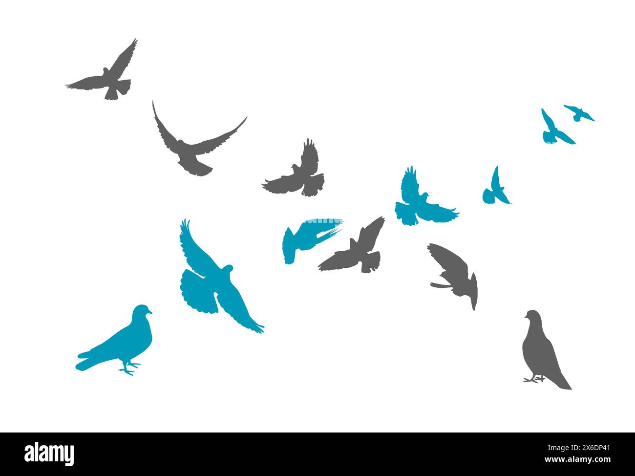 Flocks of flying pigeons isolated on white background. Pigeons are ...
