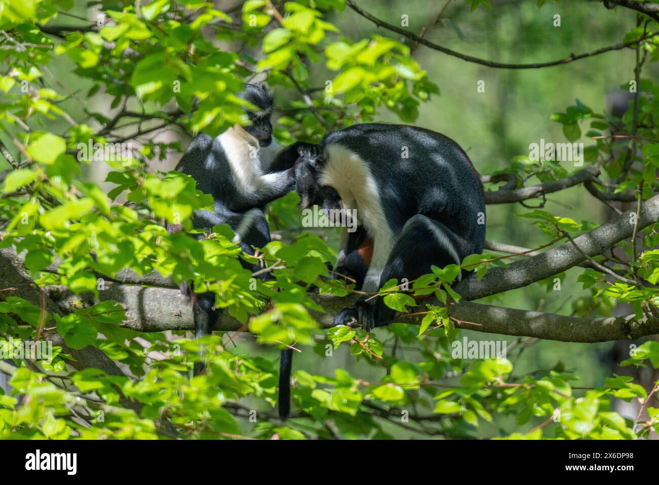 Two monkeys in the tree delousing each other Stock Photo - Alamy