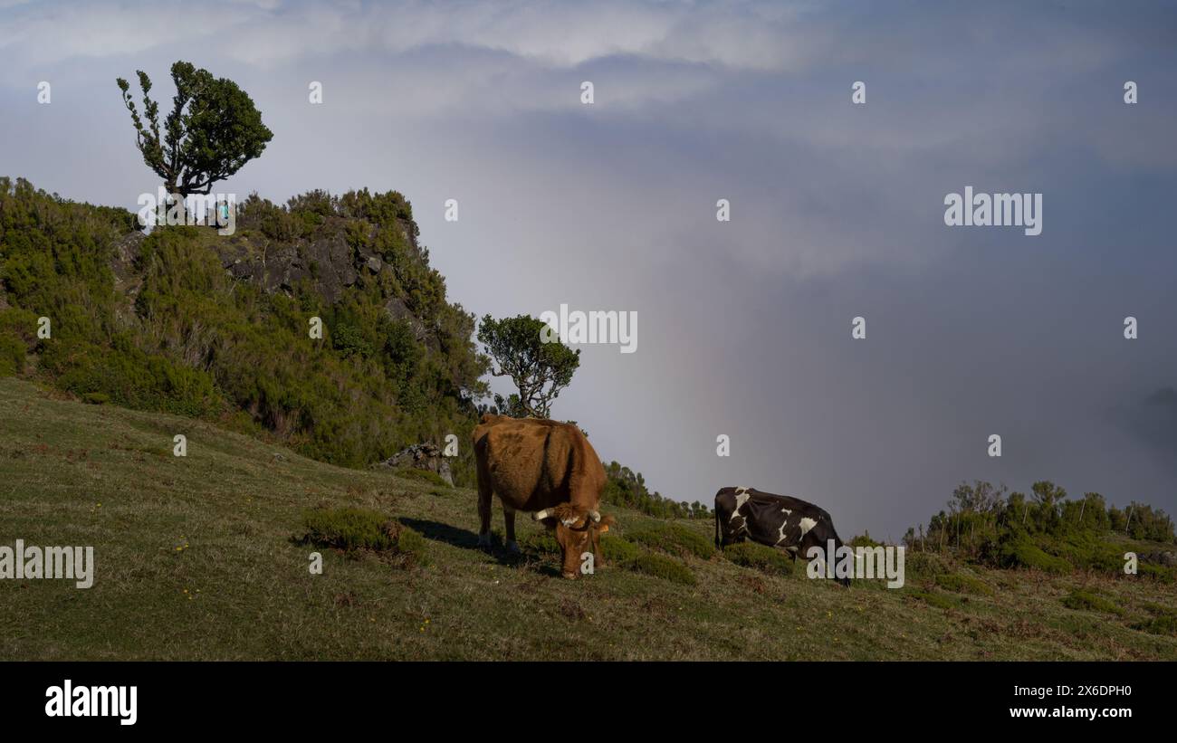 Cows grazing on a hilltop, Vereda do Fanal Hike, Seixal, Madeira ...