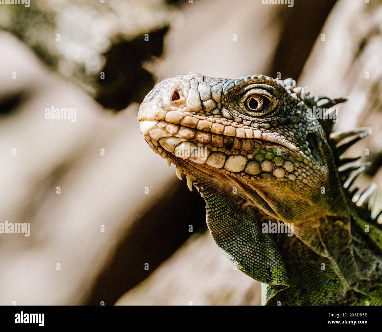 Lesser Antillean Green Iguana on Chancel Island - Martinique Stock ...