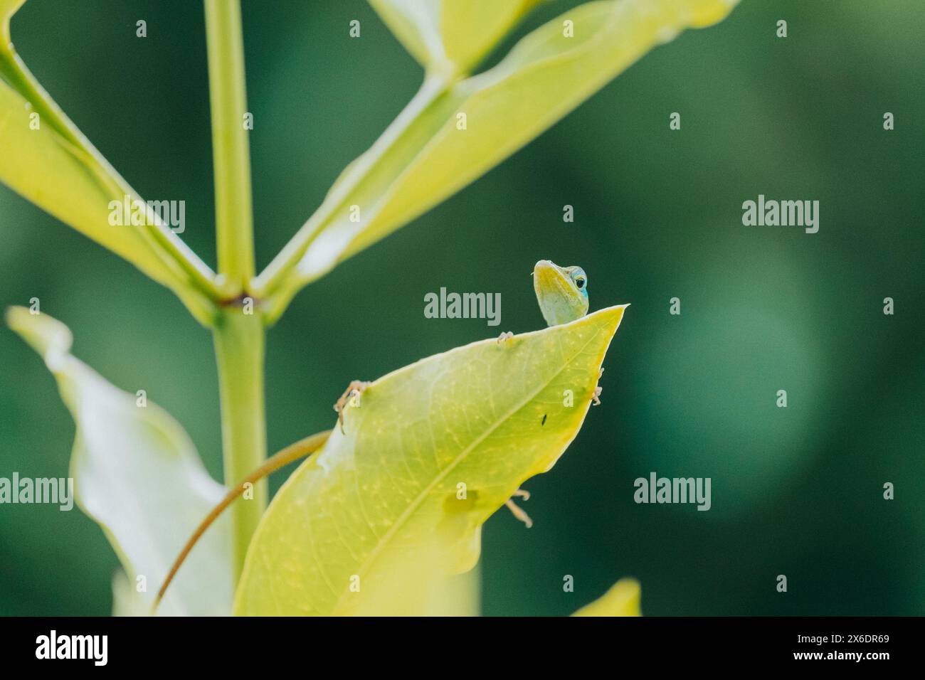 Green anolis lizard on a leaf in Martinique Stock Photo - Alamy