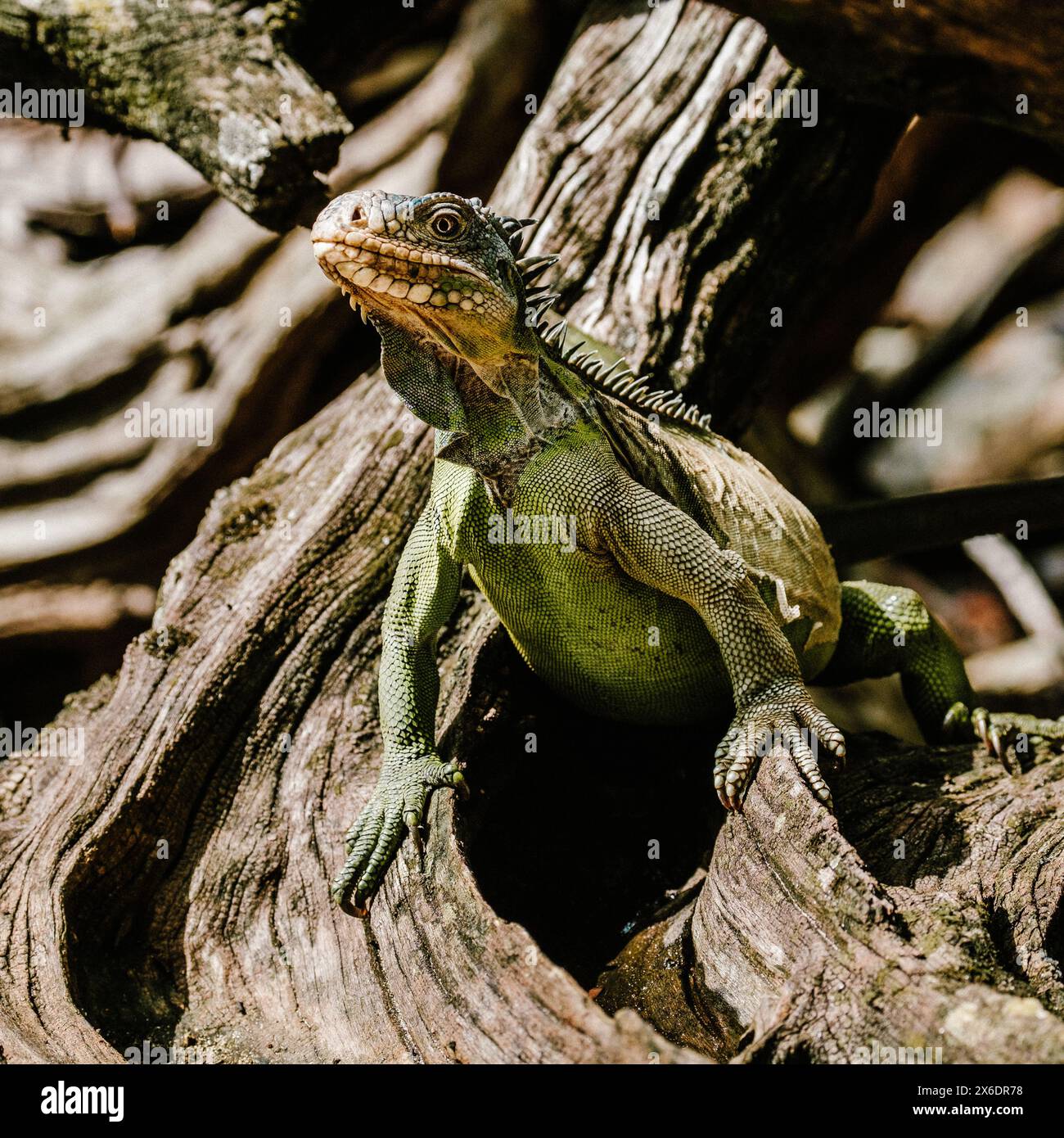 Lesser Antillean Green Iguana on Chancel Island - Martinique Stock ...