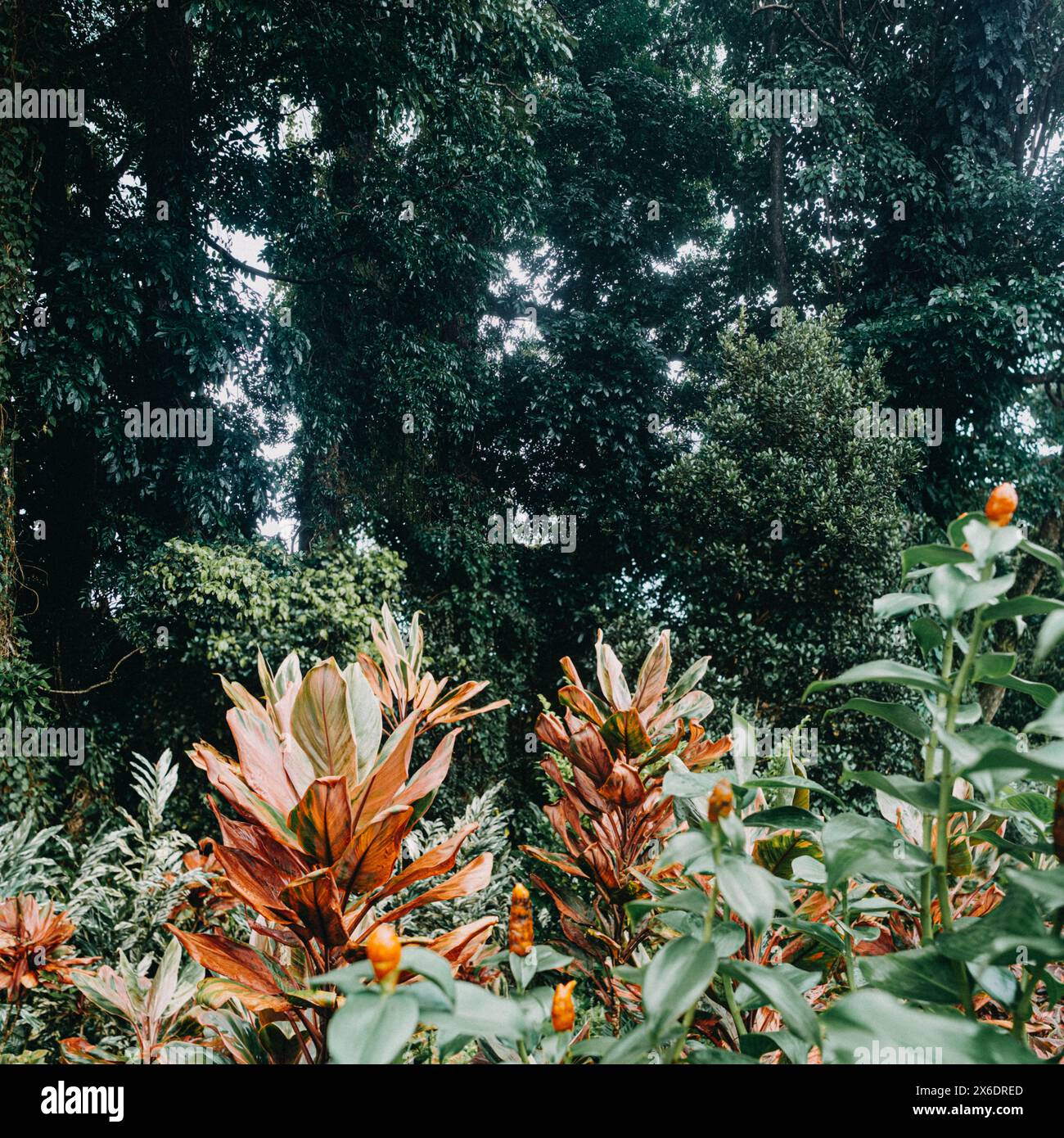 Vibrant tropical plants and lush greenery in Martinique, showcasing the ...