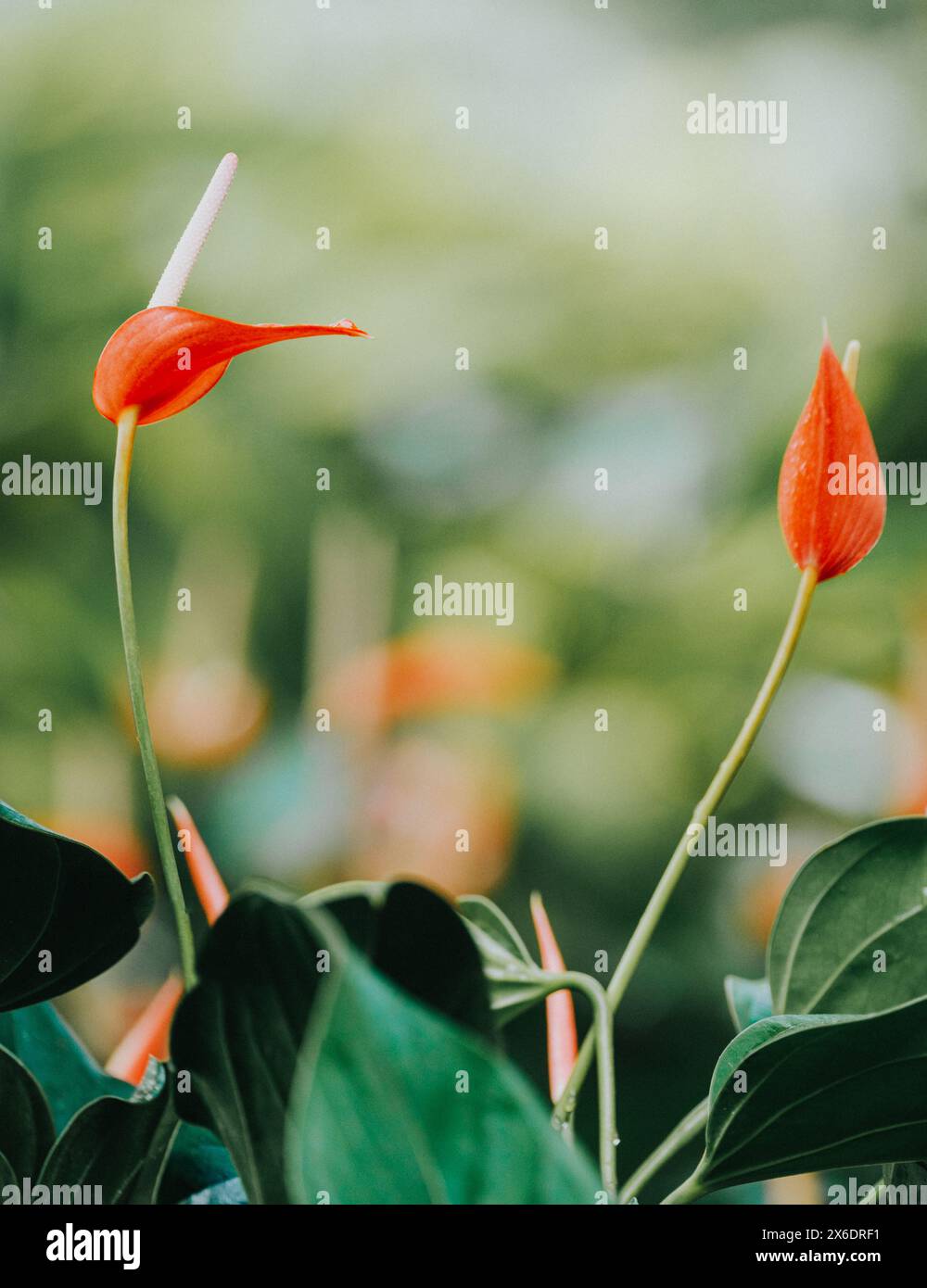 Flora rich hi-res stock photography and images - Alamy