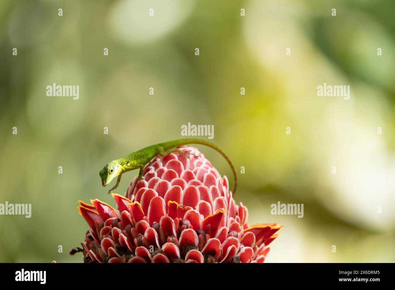 Green anolis lizard on a flower in Martinique Stock Photo - Alamy