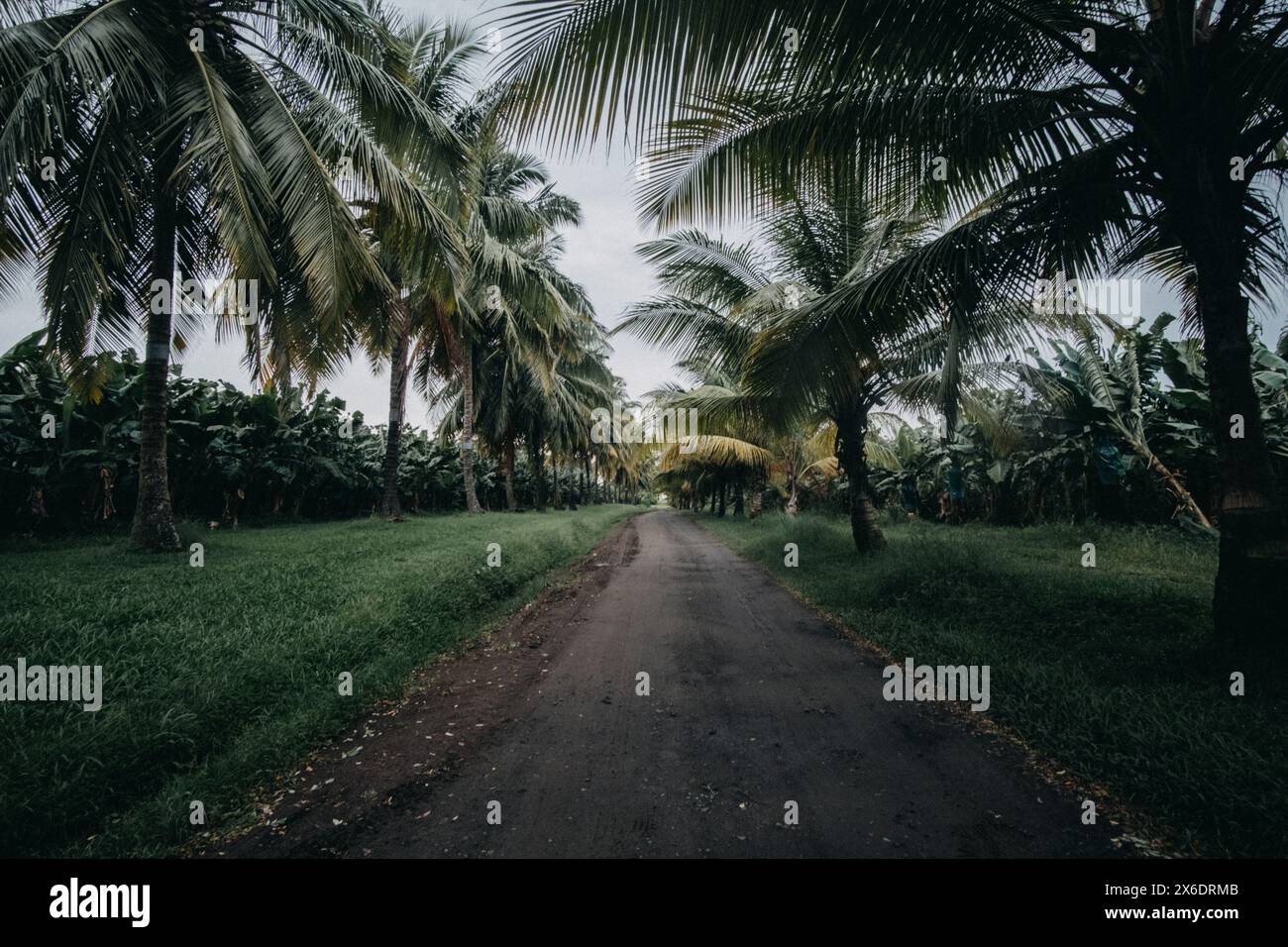 Scenic rural road lined with palm trees and lush greenery in Martinique ...