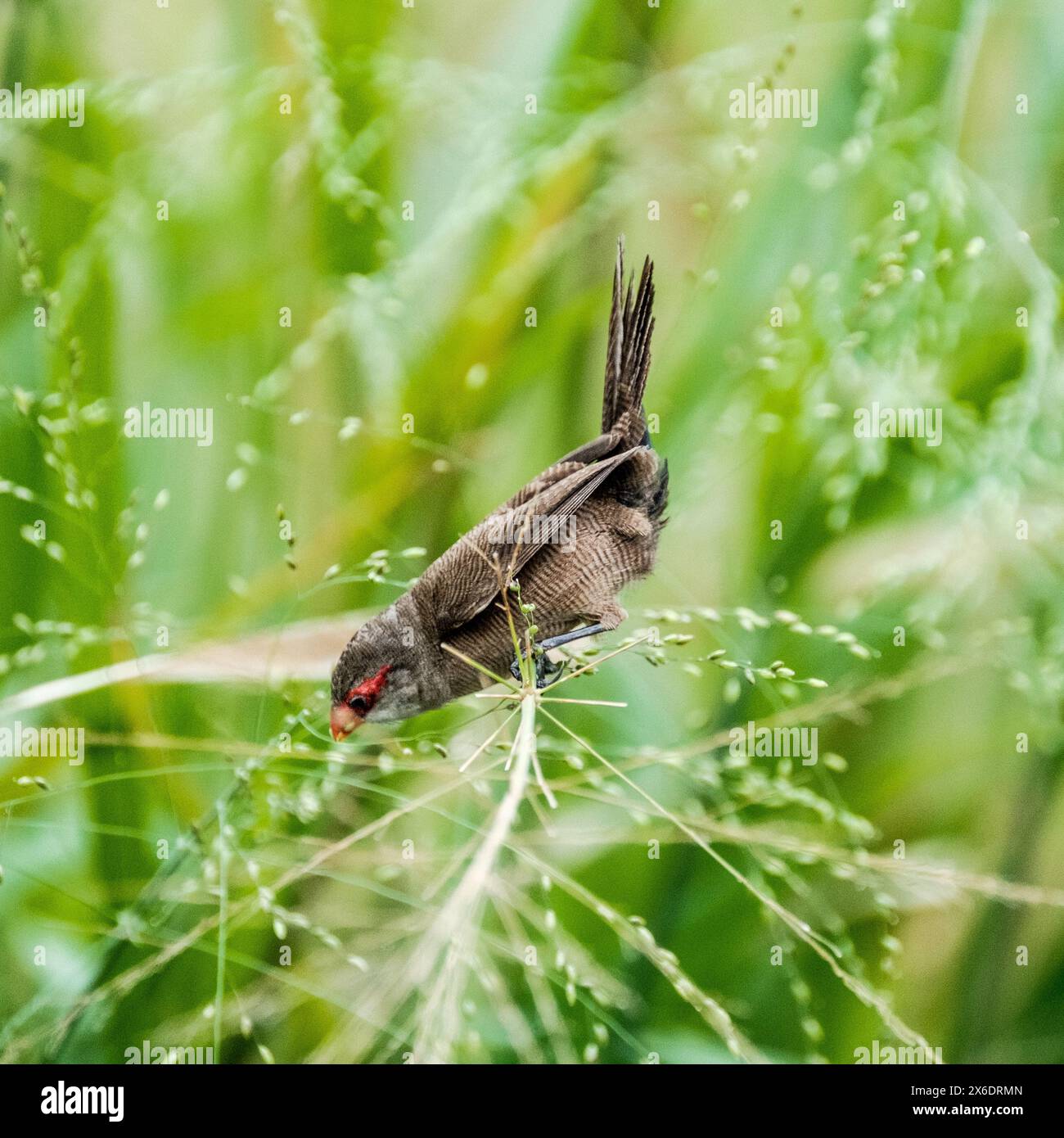 Common waxbill hi-res stock photography and images - Alamy
