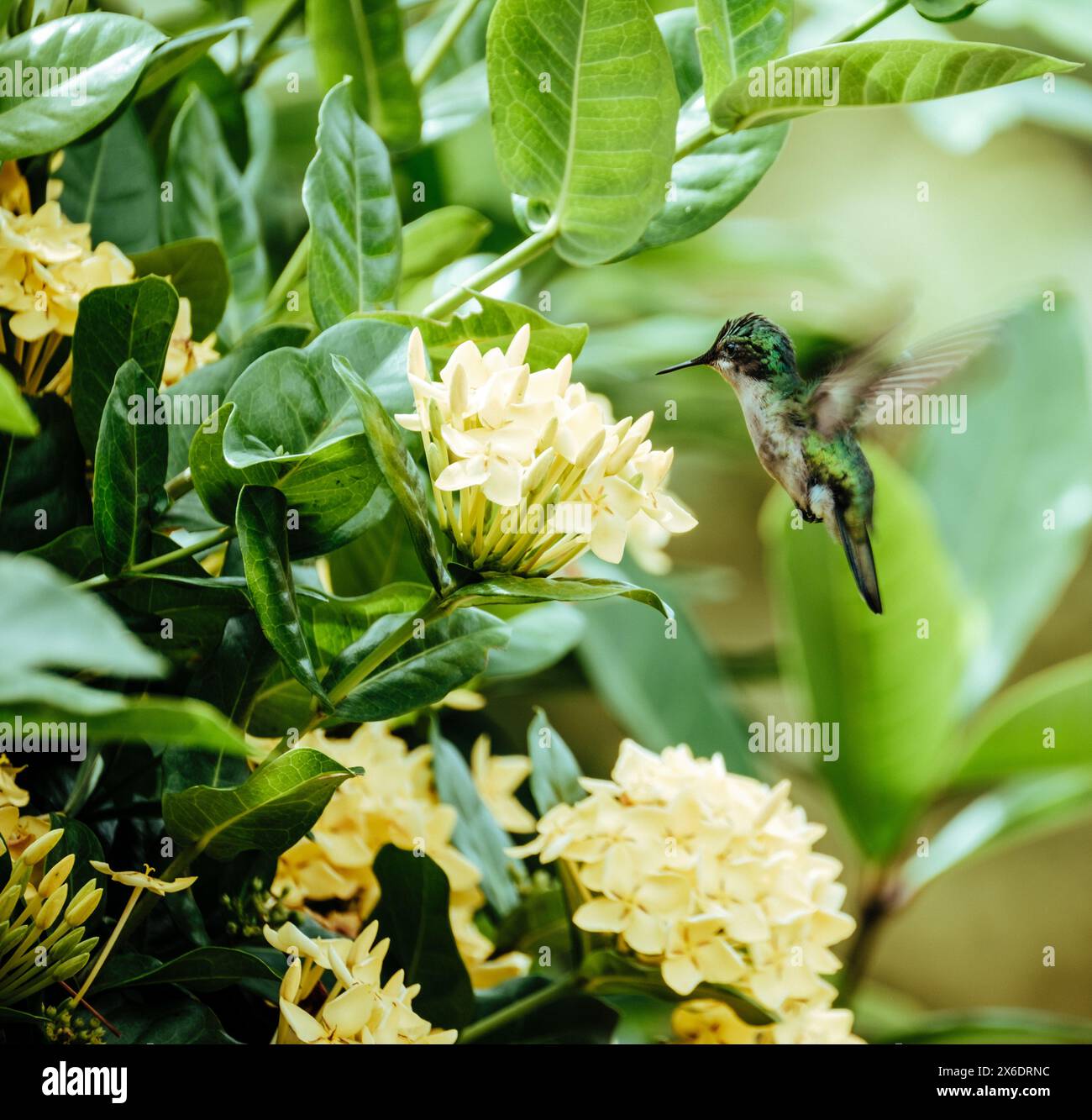 Antillean Crested Hummingbird in flight Stock Photo - Alamy