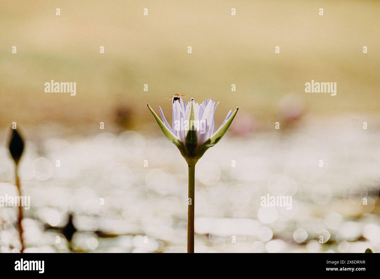 Delicate water lily flower with a bee in Martinique, showcasing the ...