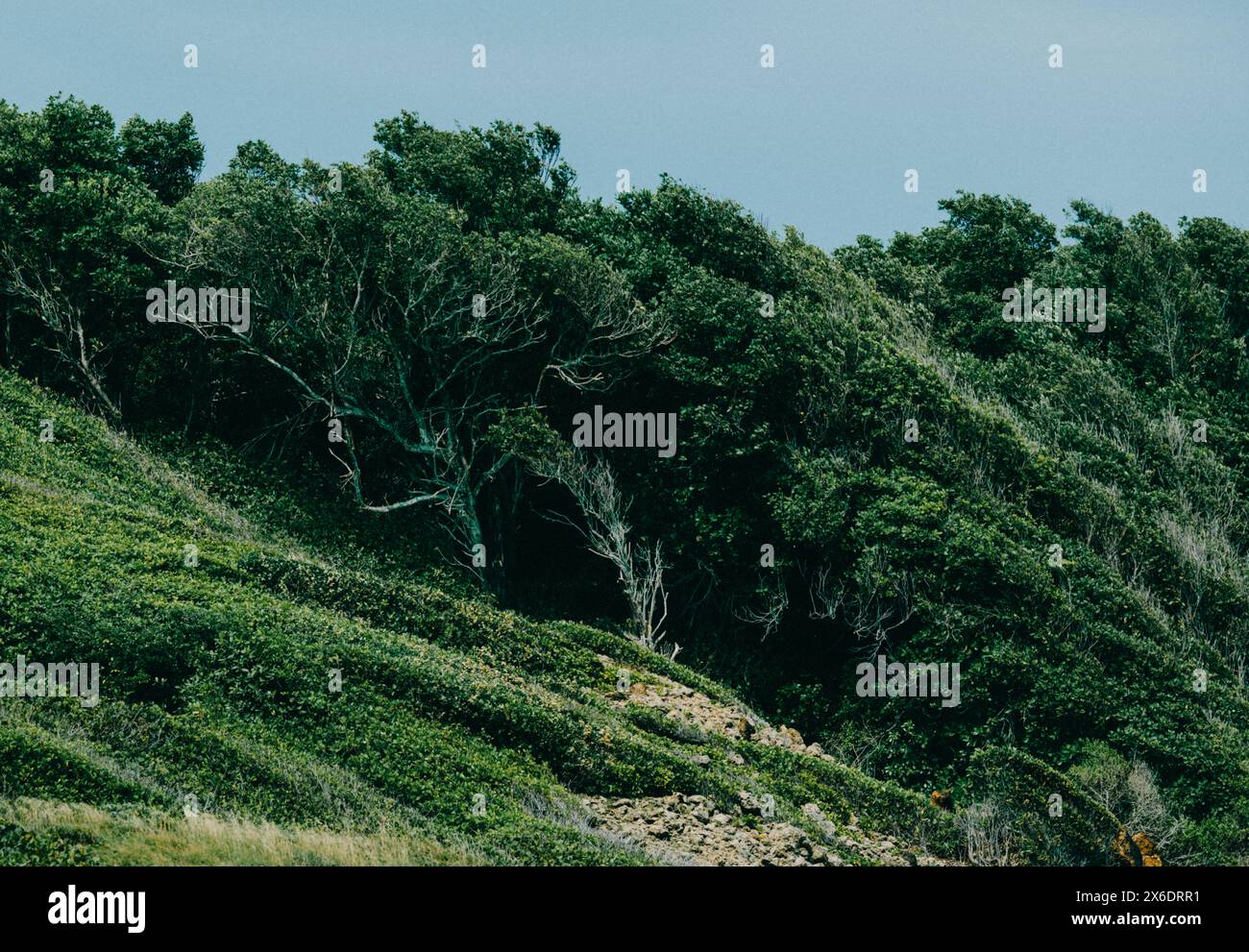 Luxuriant green forest on a hillside in Martinique, depicting the ...