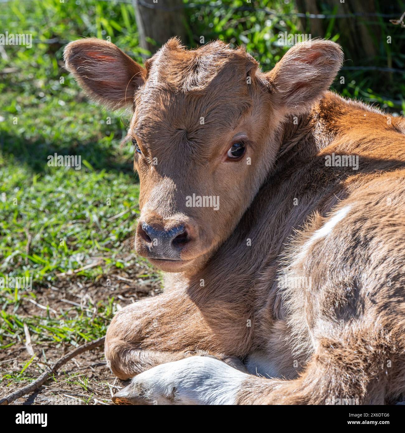 Calf laying on ground hi-res stock photography and images - Alamy