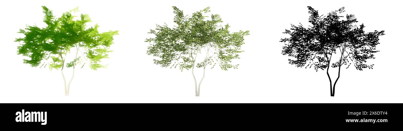 Set or collection of American Beech trees, painted, natural and as a ...