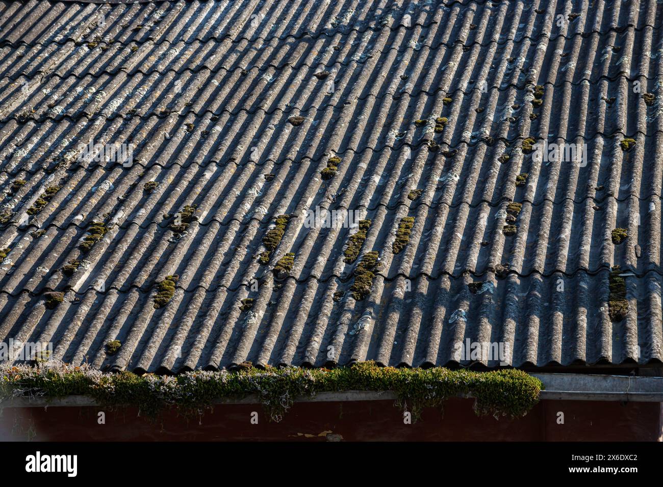Old and covered with moss wavy roof slates covers the barn Stock Photo ...