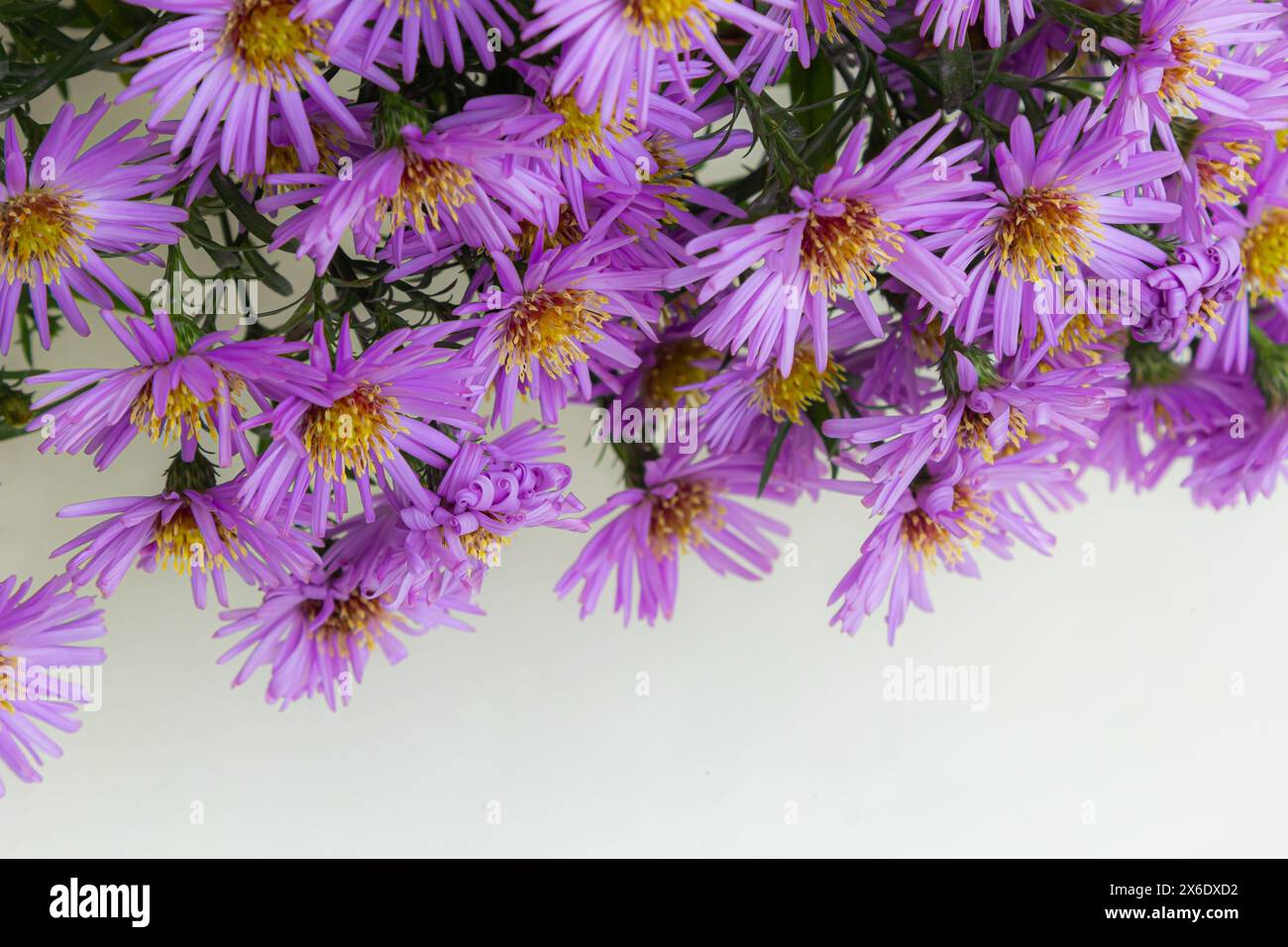 bouquet of beautiful purple chrysanthemums on a white background Stock ...