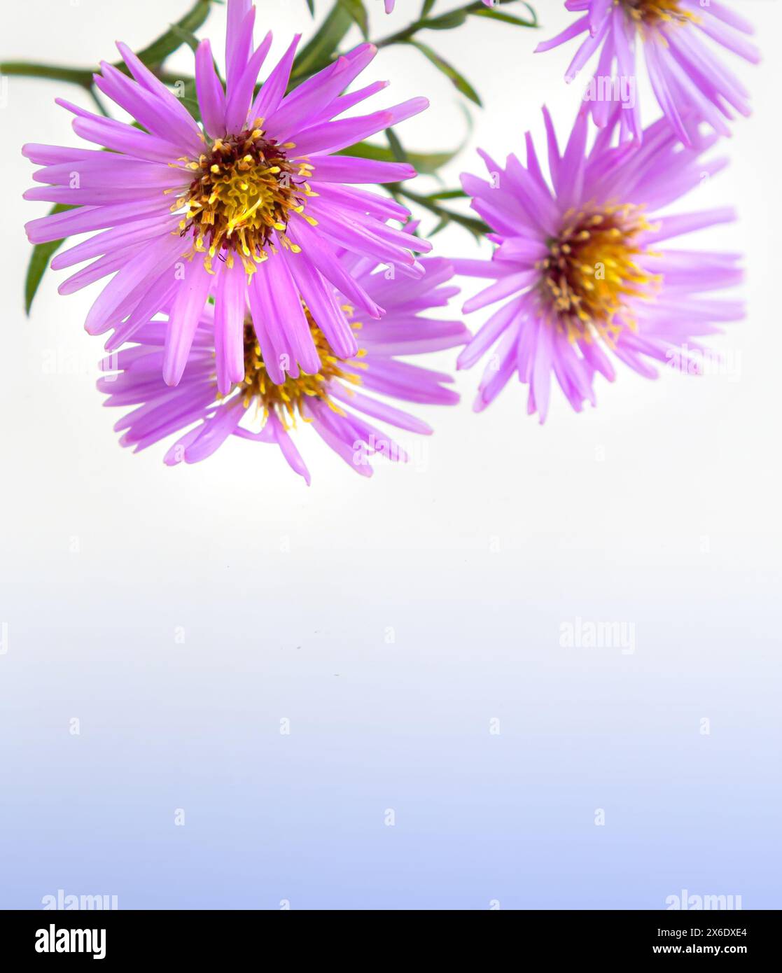 bouquet of beautiful purple chrysanthemums on a white background Stock ...