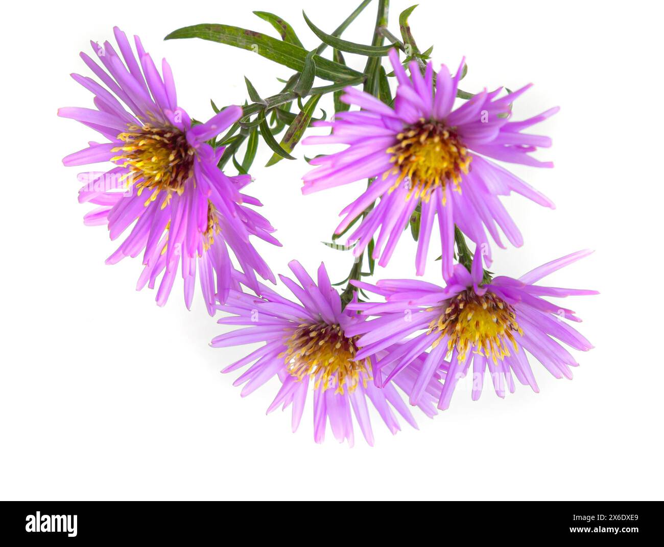 bouquet of beautiful purple chrysanthemums on a white background Stock ...