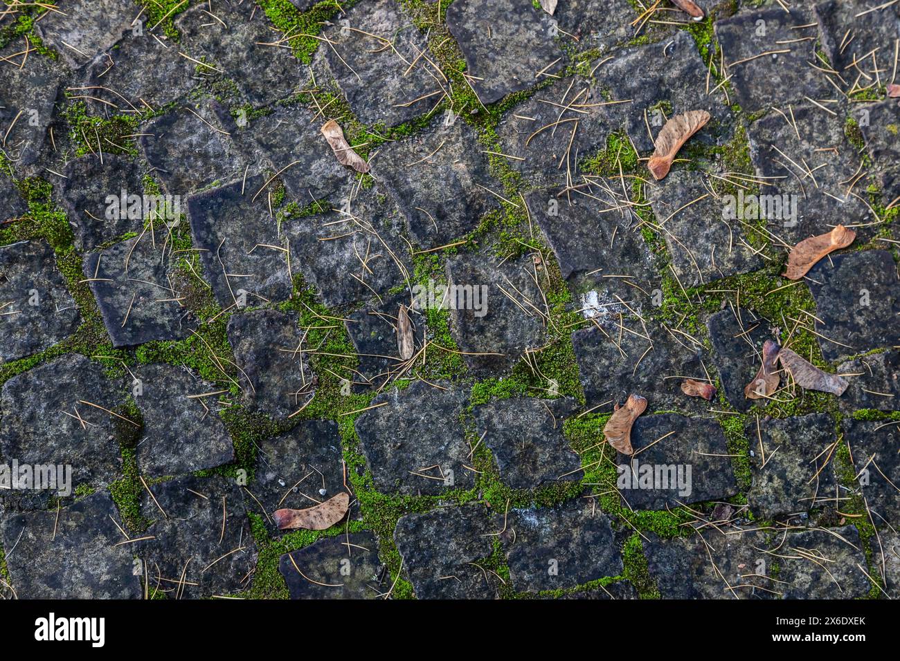 Overhead view of cobblestone street texture with grass. Stone pavement ...