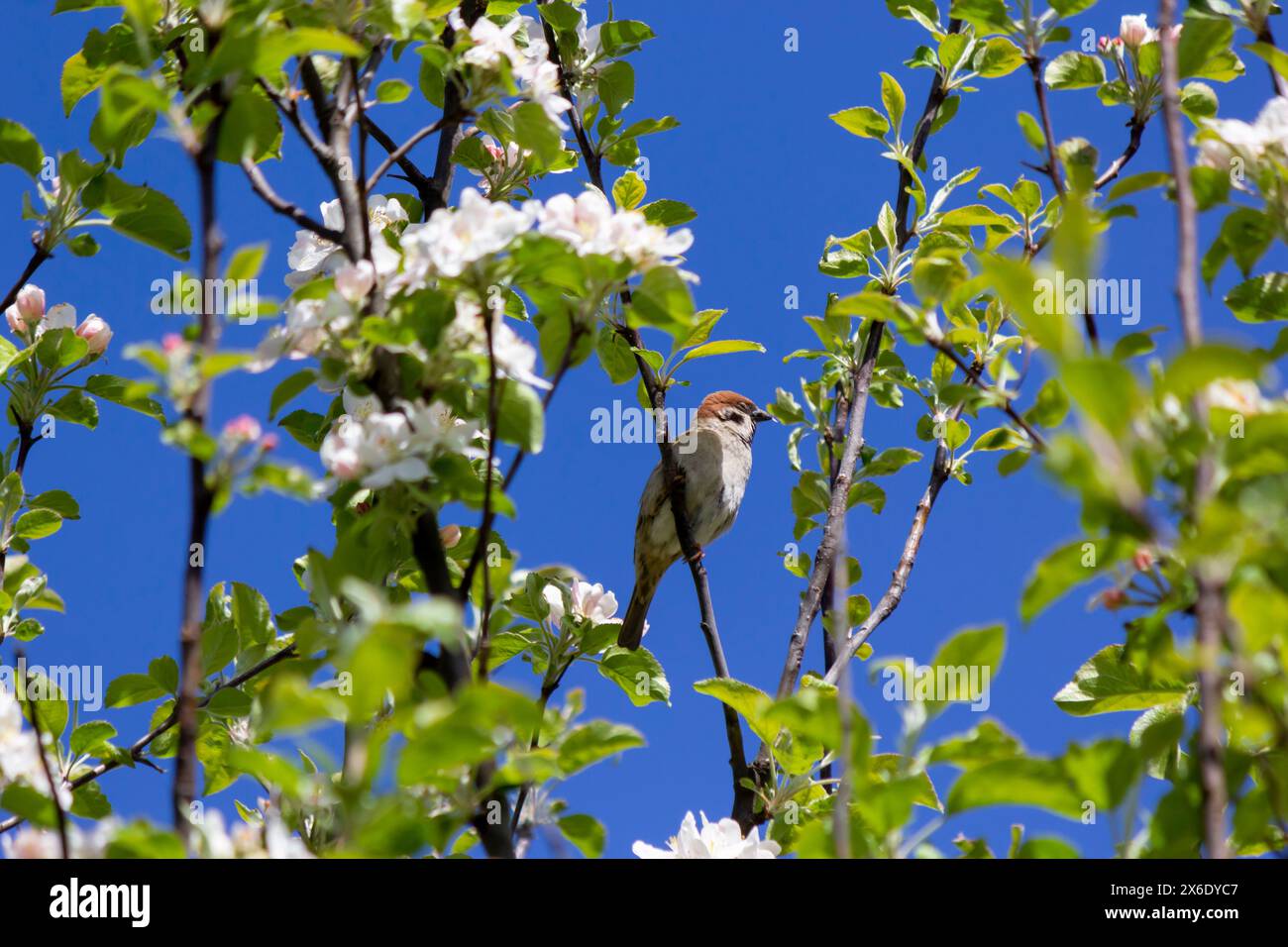 Sparrow sitting on branch spring hi-res stock photography and images ...