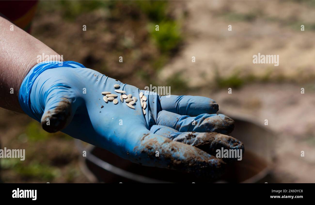 An experienced farmer holds seeds on his gloved hand. grow vegetables ...