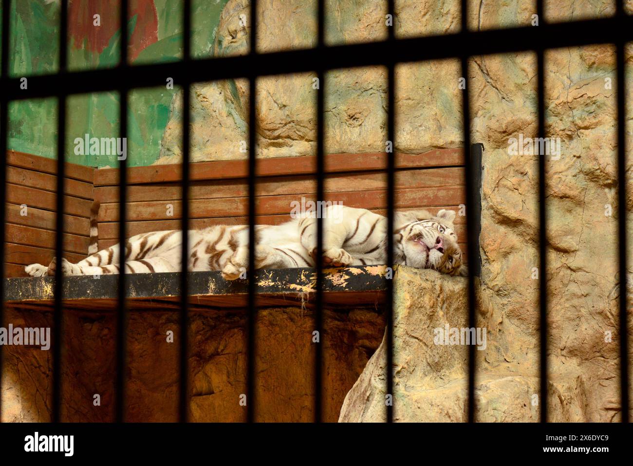 White bengal tiger behind bars hi-res stock photography and images - Alamy
