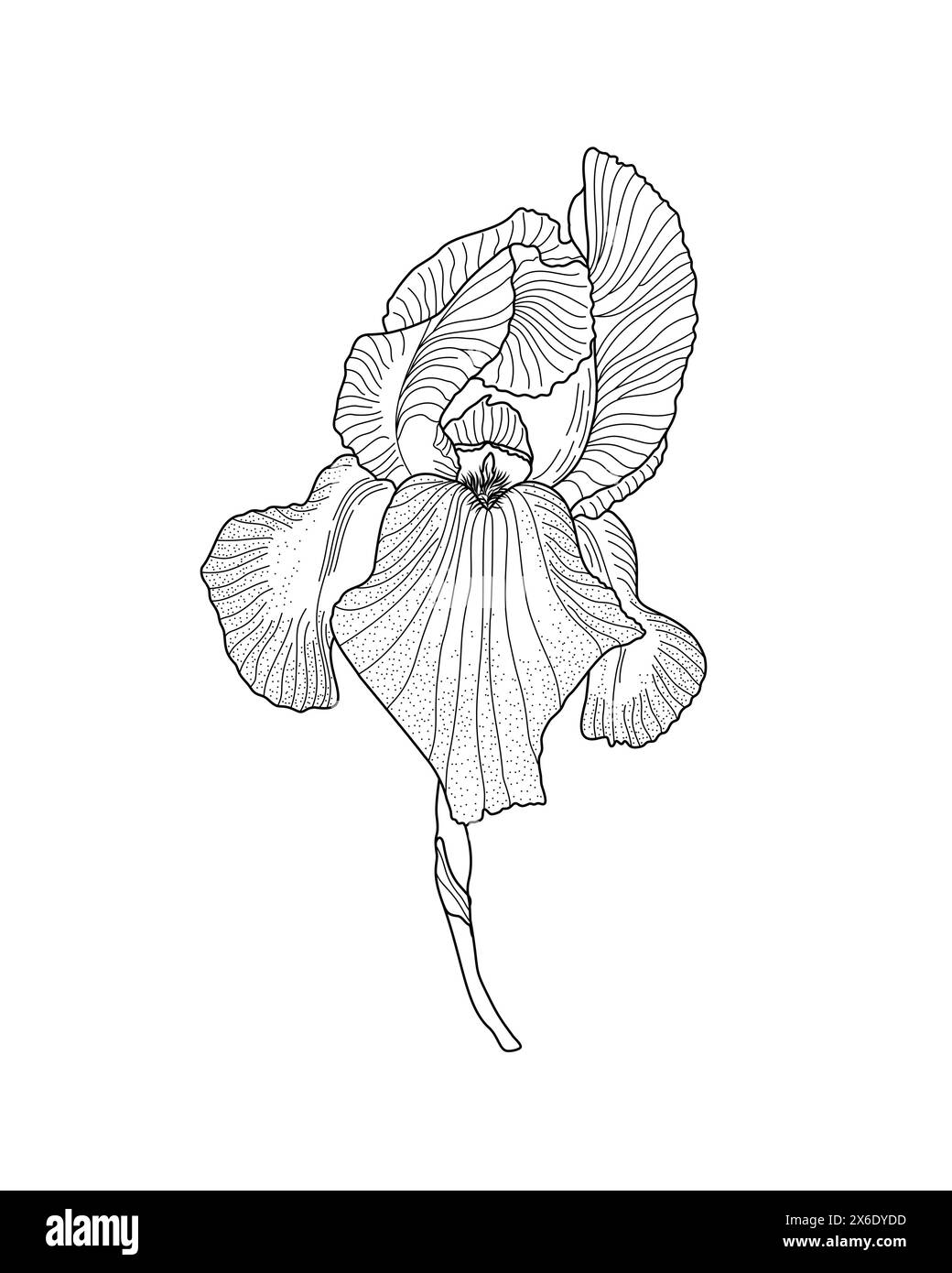 Iris germanica garden flower, stem outline hand drawn vector ...