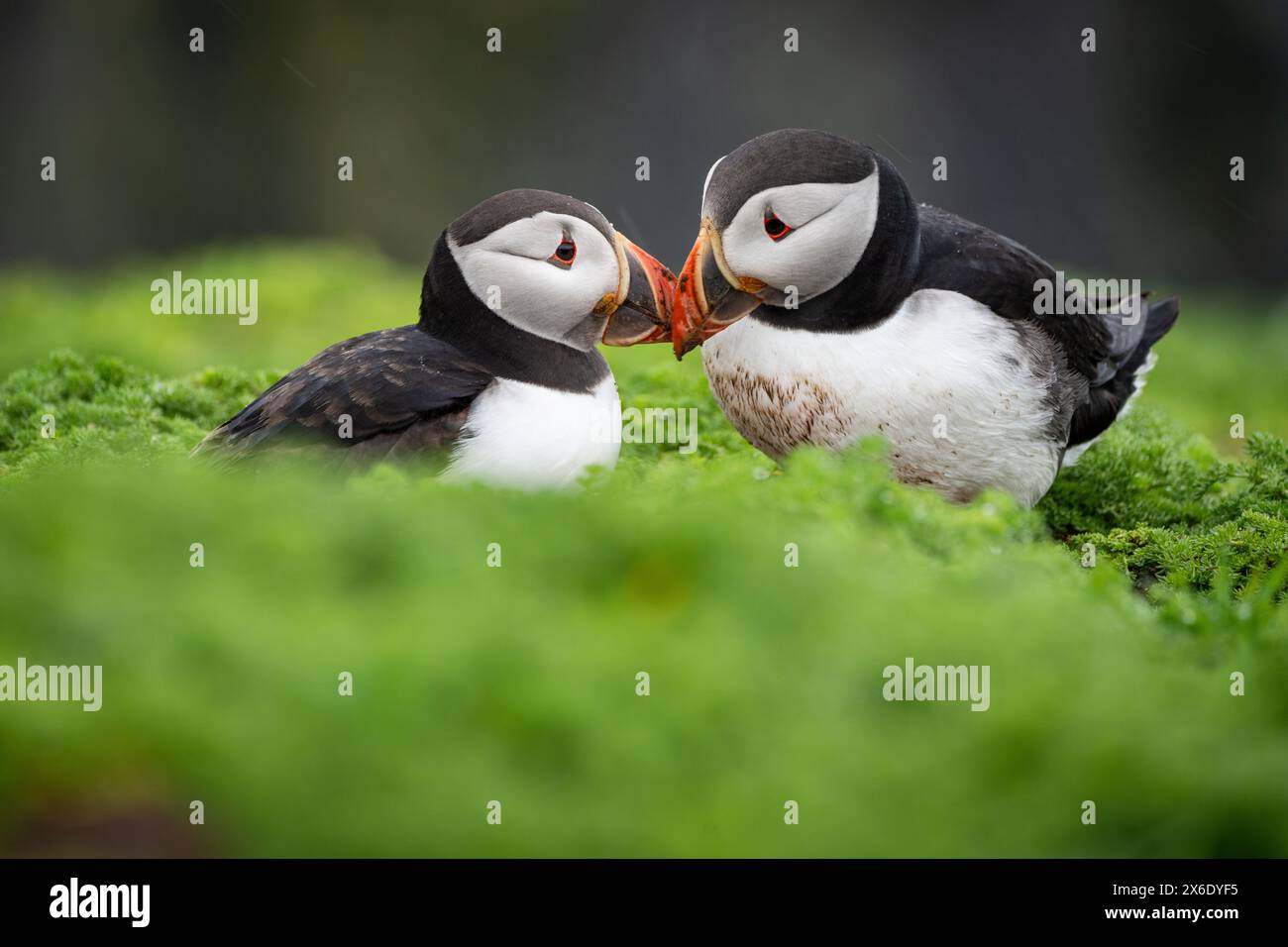 Atlantic Puffins on Skomer Island, Pembrokeshire, Wales Stock Photo - Alamy Atlantic Puffins on Skomer Island, Pembrokeshire, Wales Stock Photo - Alamy