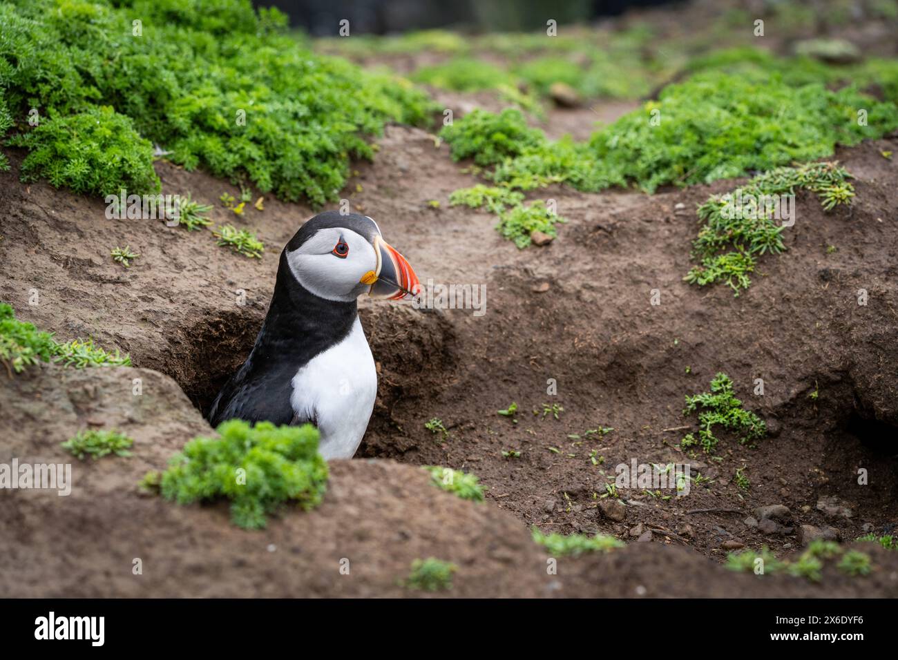 Atlantic Puffins on Skomer Island, Pembrokeshire, Wales Stock Photo - Alamy Atlantic Puffins on Skomer Island, Pembrokeshire, Wales Stock Photo - Alamy